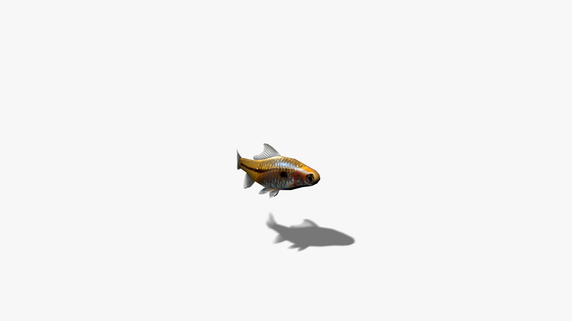 20 Animated Low Poly Fish 3D - TurboSquid 2129739