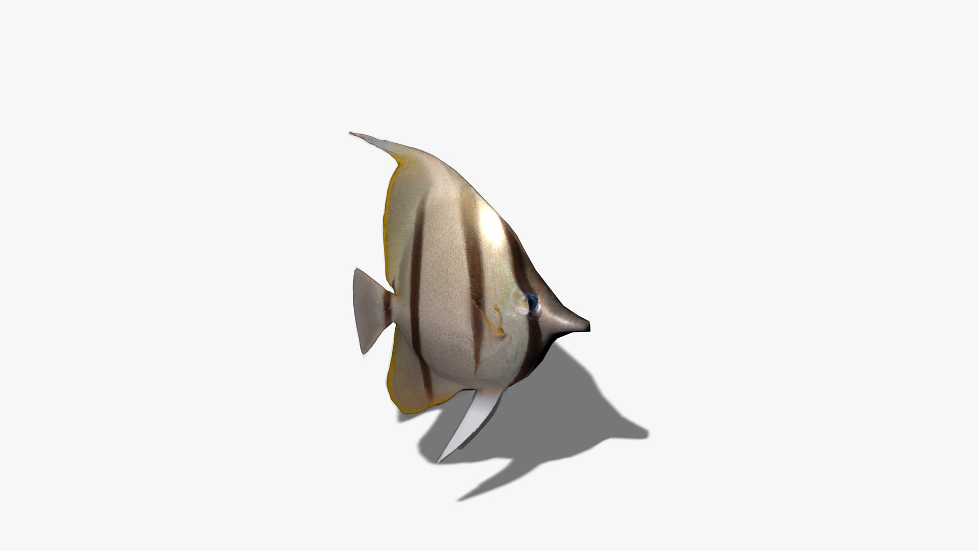 20 Animated Low Poly Fish 3D - TurboSquid 2129739
