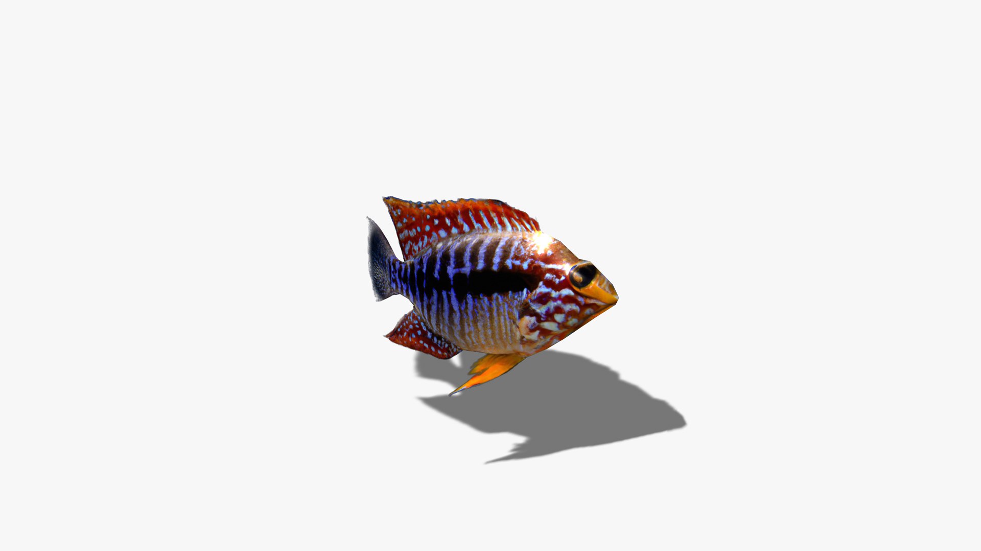 20 Animated Low Poly Fish 3D - TurboSquid 2129739