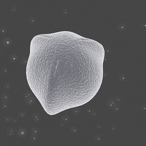 Pollen 3D Models for Download | TurboSquid