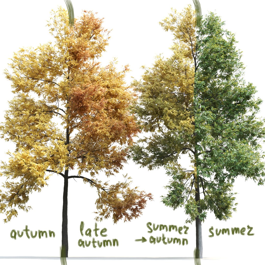 3D Model Deciduous Tree Ash-tree Ash - TurboSquid 1507427