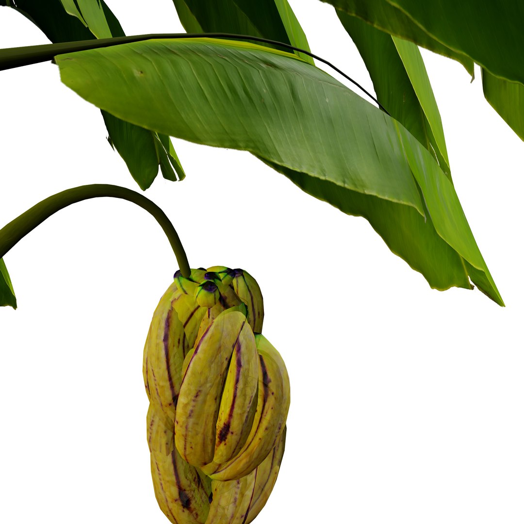 Realistic Banana Tree Pack 3D Model - TurboSquid 2259705