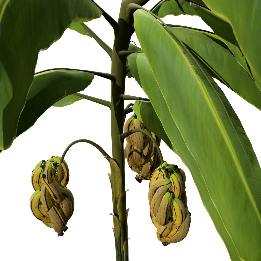 Realistic Banana Tree Pack 3D Model - TurboSquid 2259705
