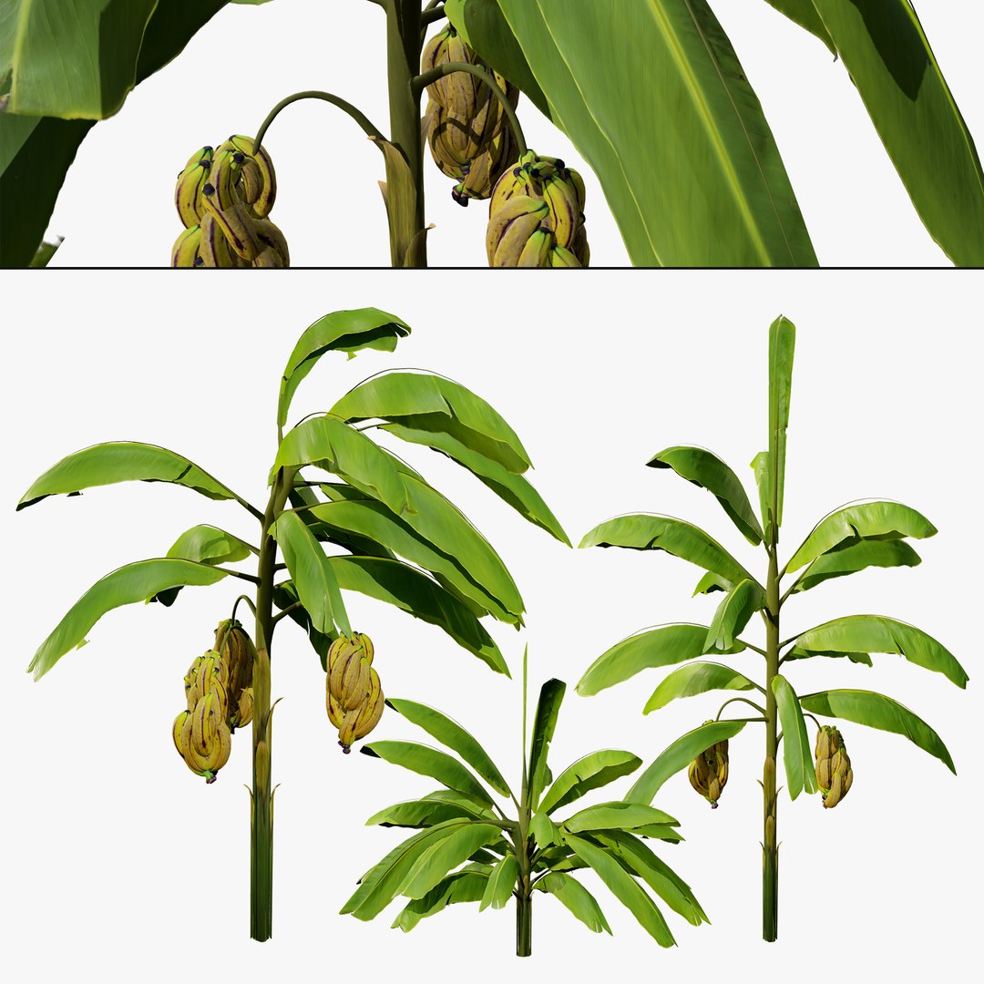 Realistic Banana Tree Pack 3D Model - TurboSquid 2259705