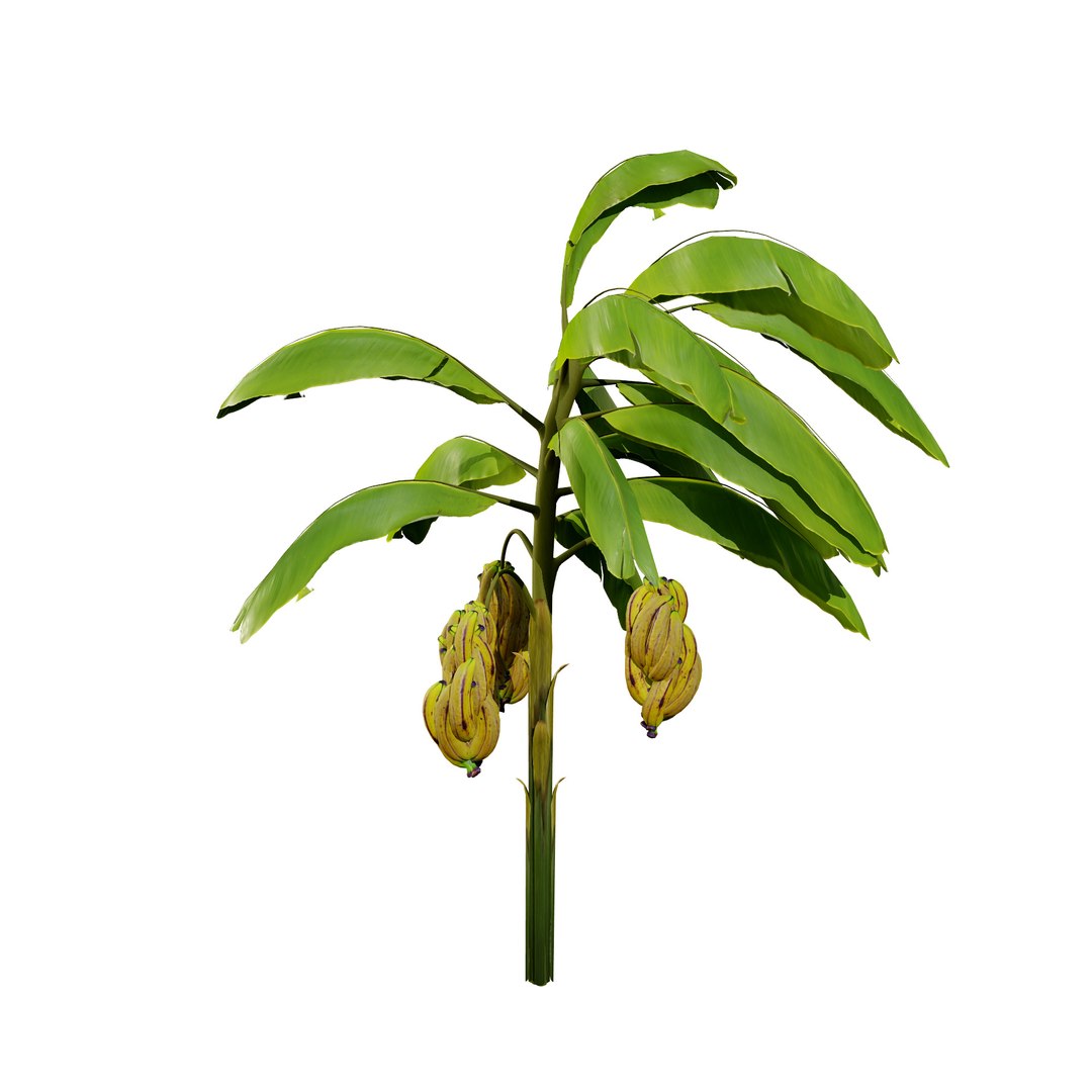 Realistic Banana Tree Pack 3D Model - TurboSquid 2259705