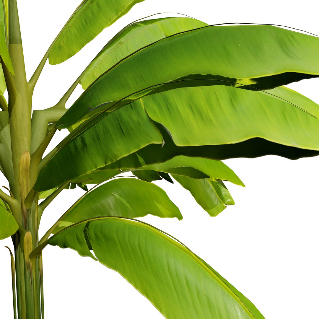 Realistic Banana Tree Pack 3D Model - TurboSquid 2259705