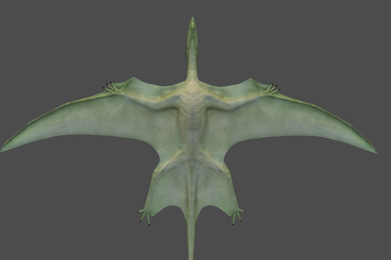Dinosaur Pterosaur Prehistoric 3d Model