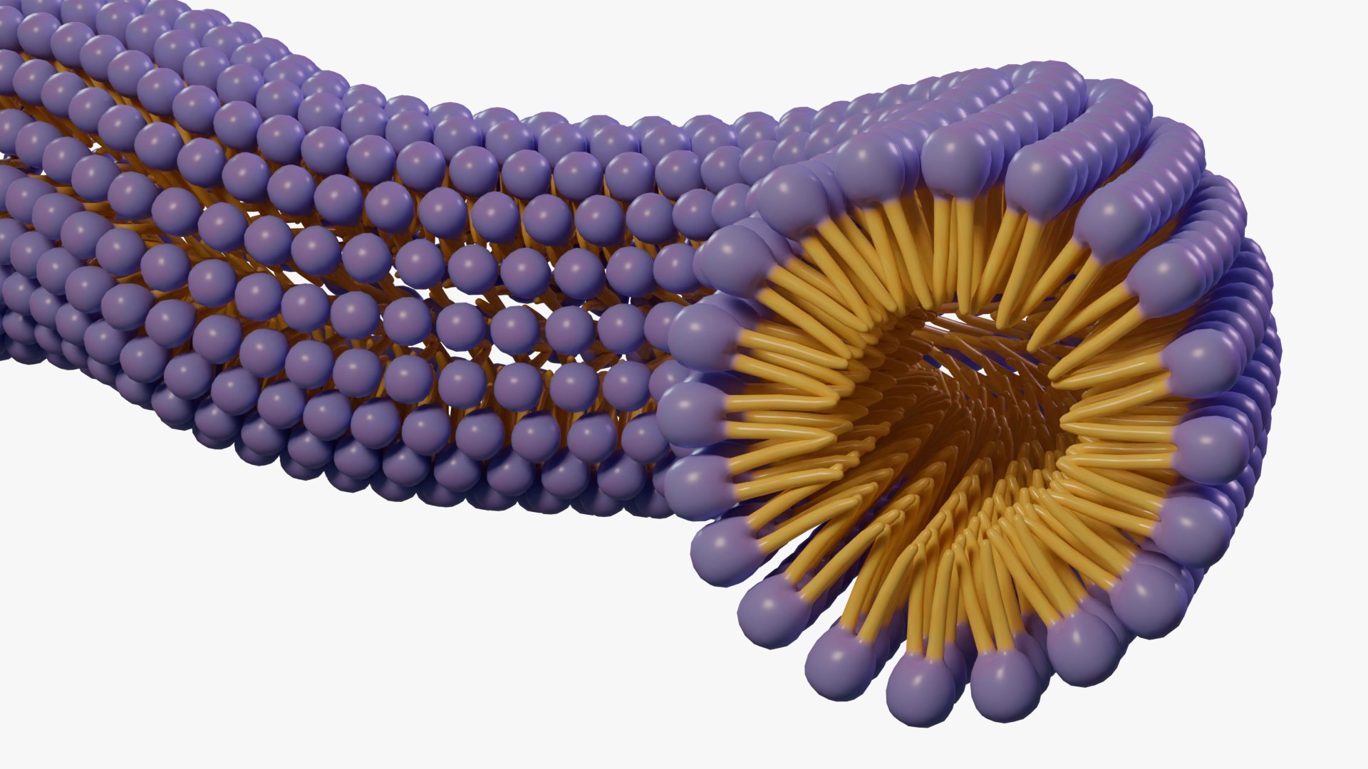 3D Wormlike Micelle - TurboSquid 1921128