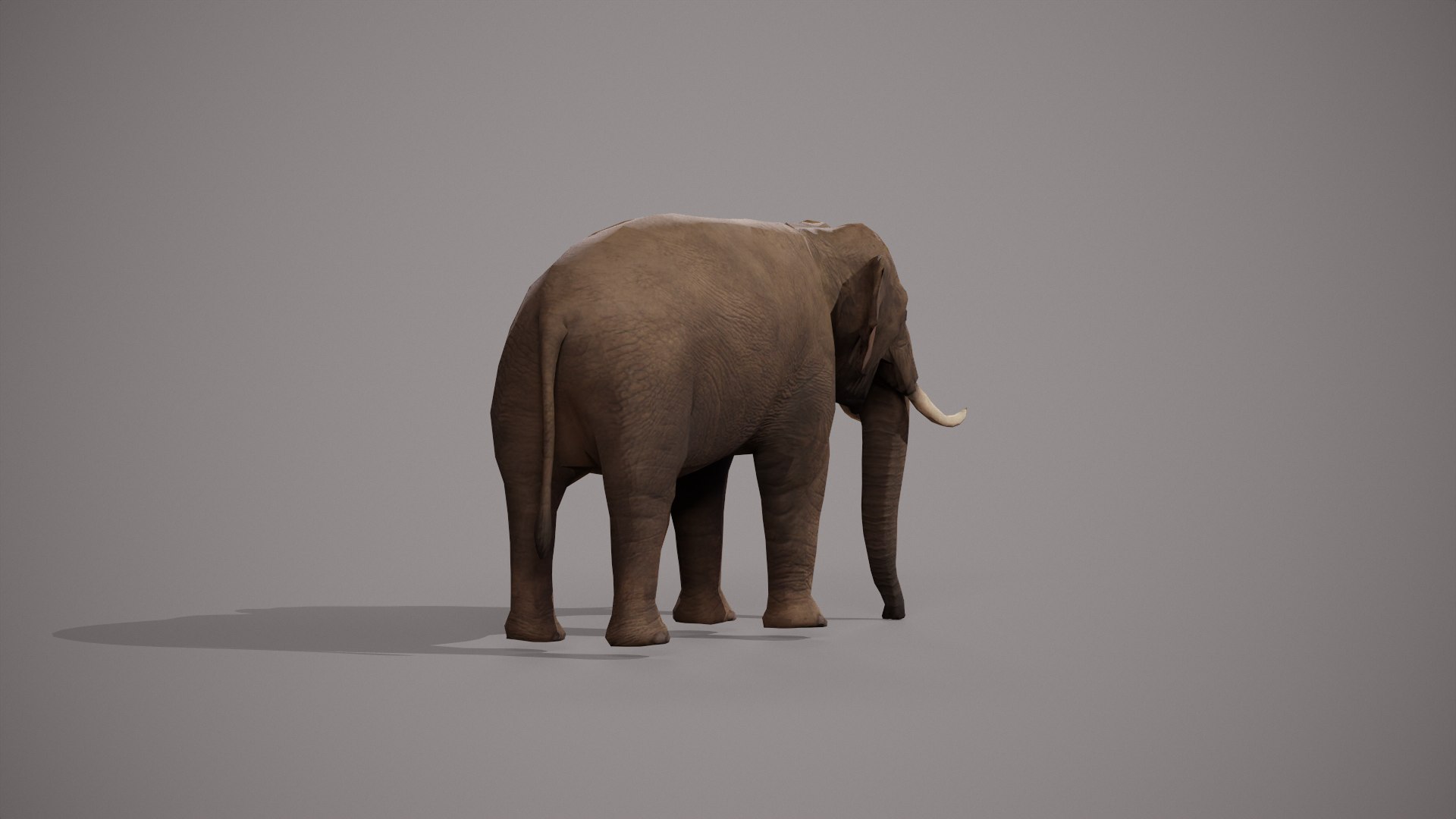 3D African Elephant Model - TurboSquid 1986674