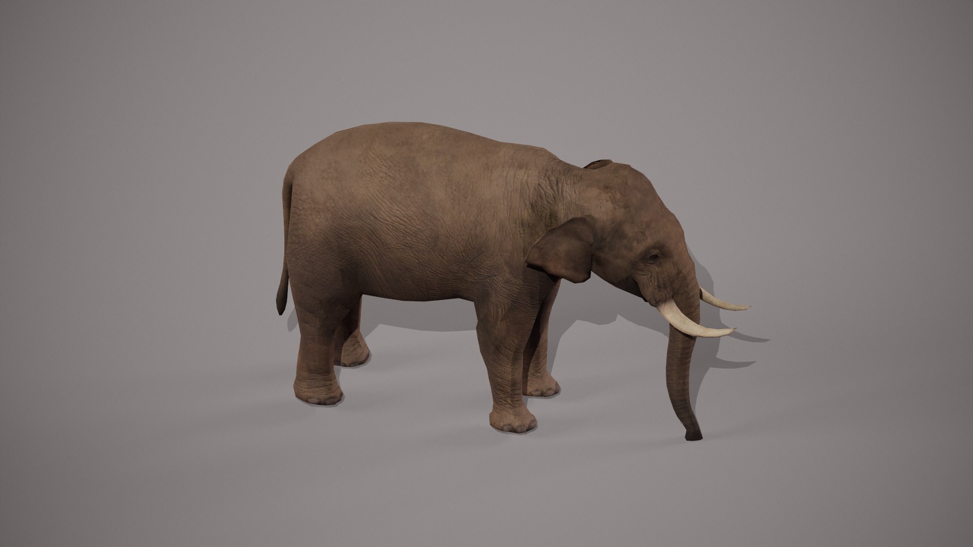 3D African Elephant Model - TurboSquid 1986674
