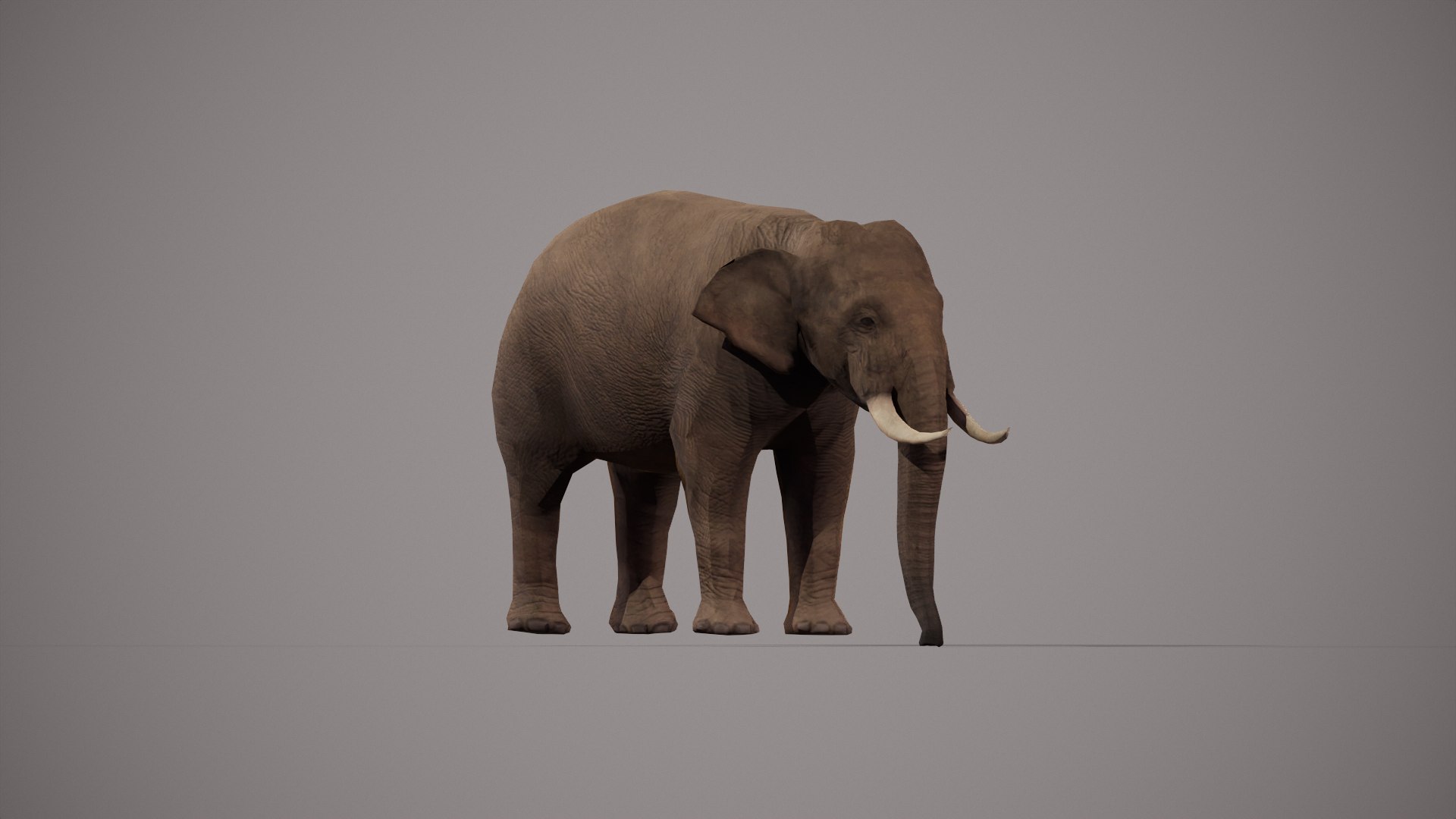 3D African Elephant Model - TurboSquid 1986674