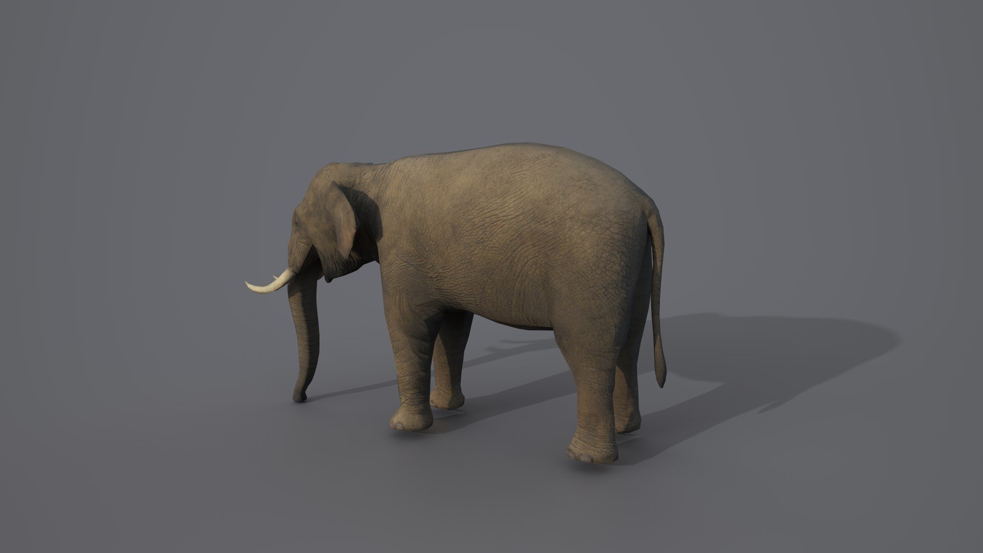 3D African Elephant Model - TurboSquid 1986674