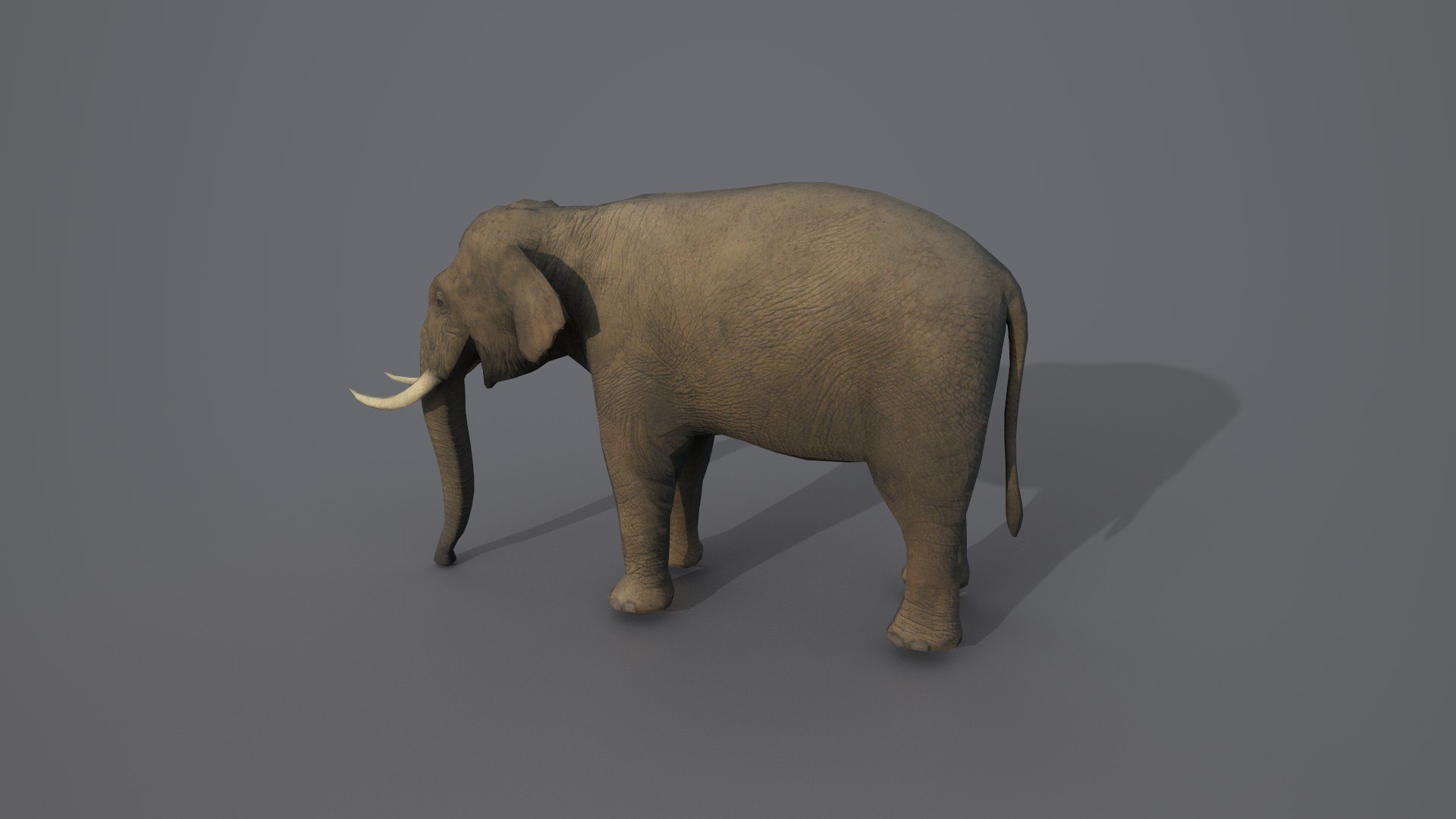 3D African Elephant Model - TurboSquid 1986674