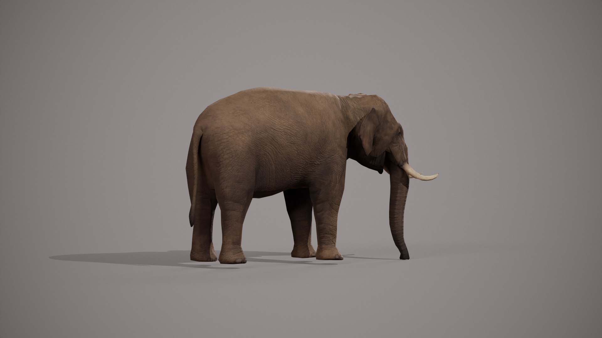 3D African Elephant Model - TurboSquid 1986674