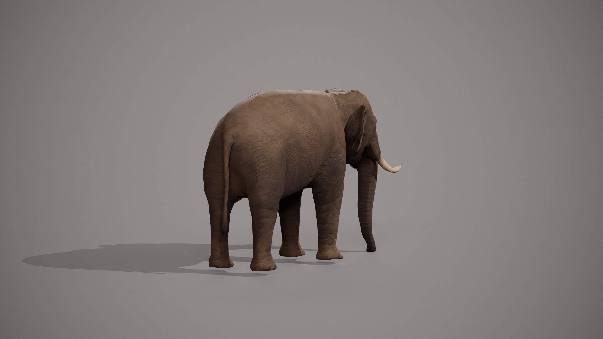 3D African Elephant Model - TurboSquid 1986674