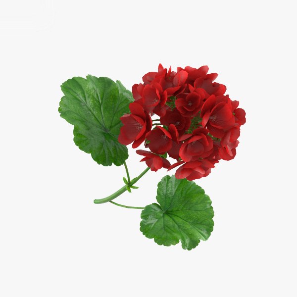 Geranium 3D Models for Download | TurboSquid