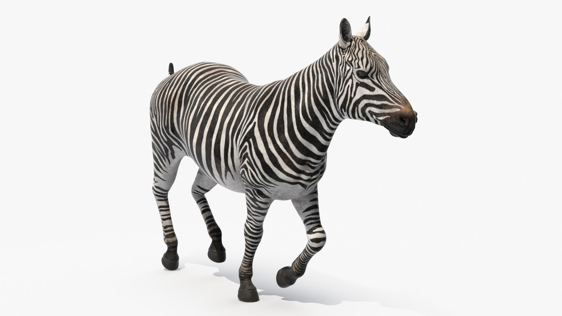 Plains Zebra Rigged Model - TurboSquid 2366175