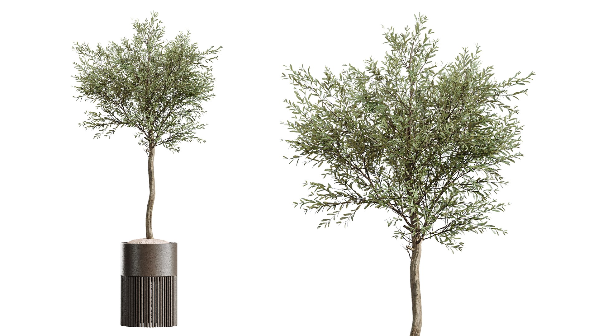 3D Model AV Indoor Plants Set 424 Yucca Palm And Elegant Monstera And ...