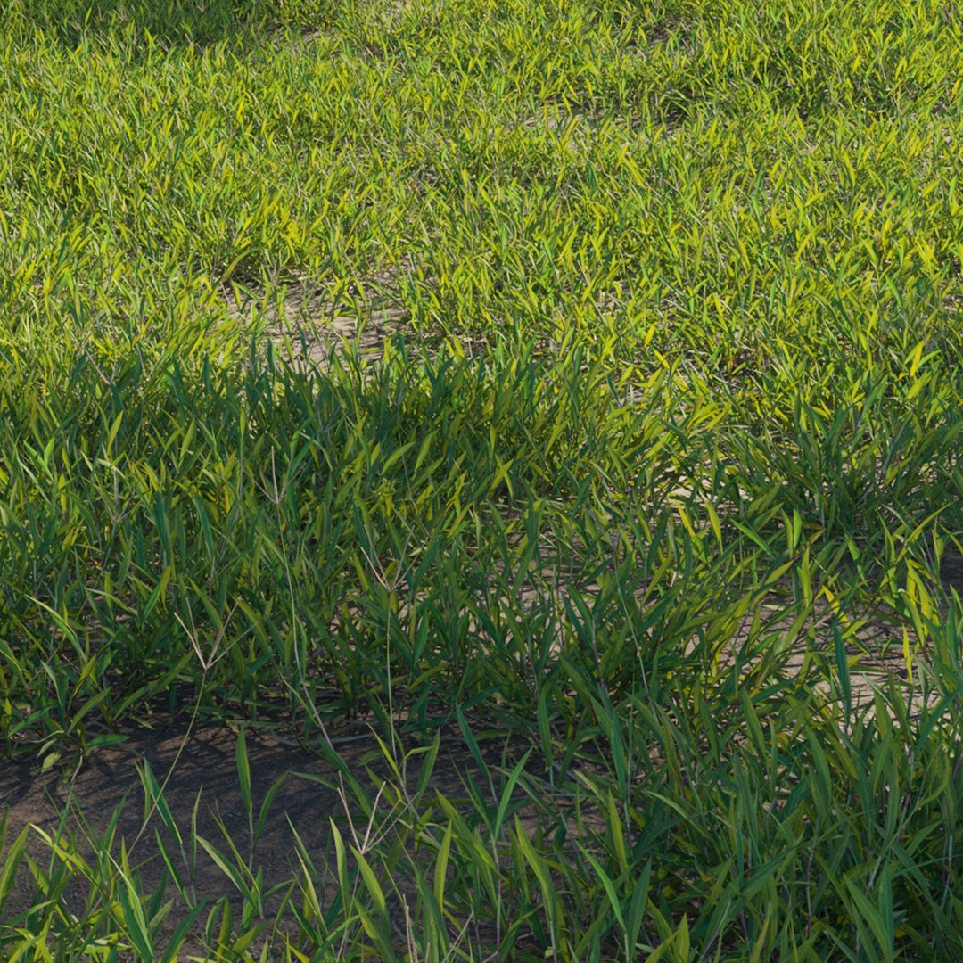 Cynodon Dactylon - Set 03 3D Model - TurboSquid 2126612