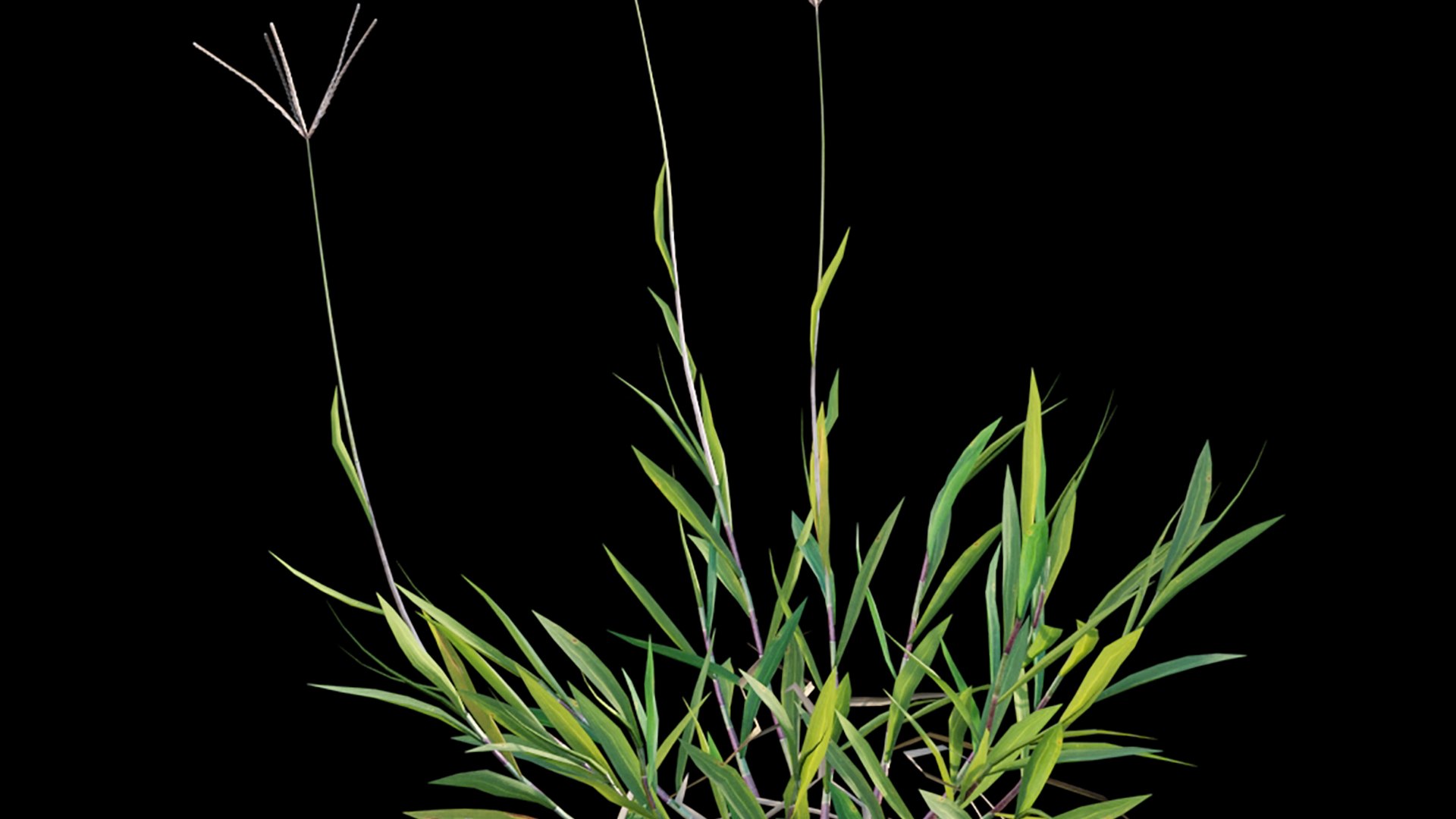 Cynodon Dactylon - Set 03 3D Model - TurboSquid 2126612