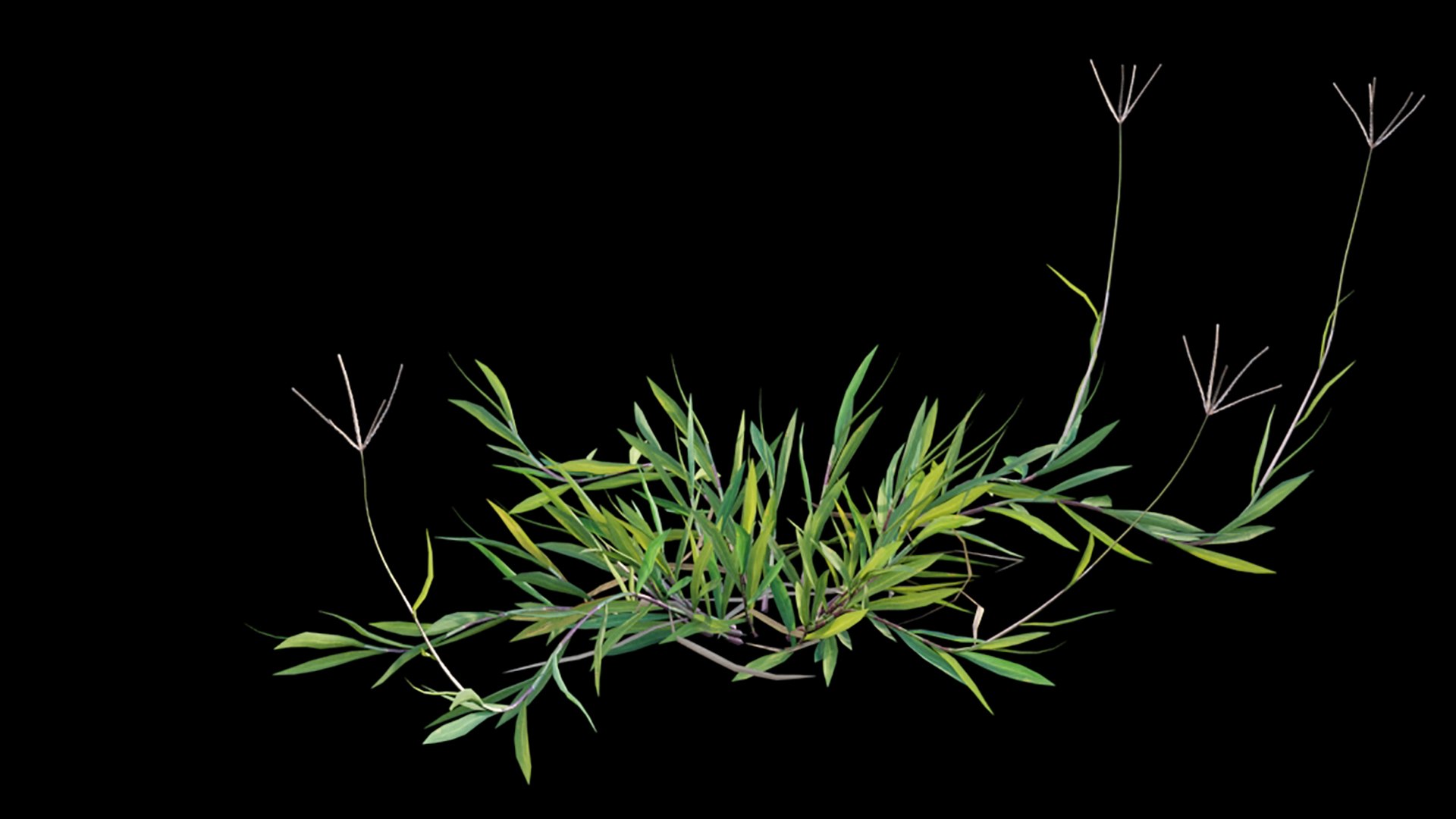 Cynodon Dactylon - Set 03 3D Model - TurboSquid 2126612