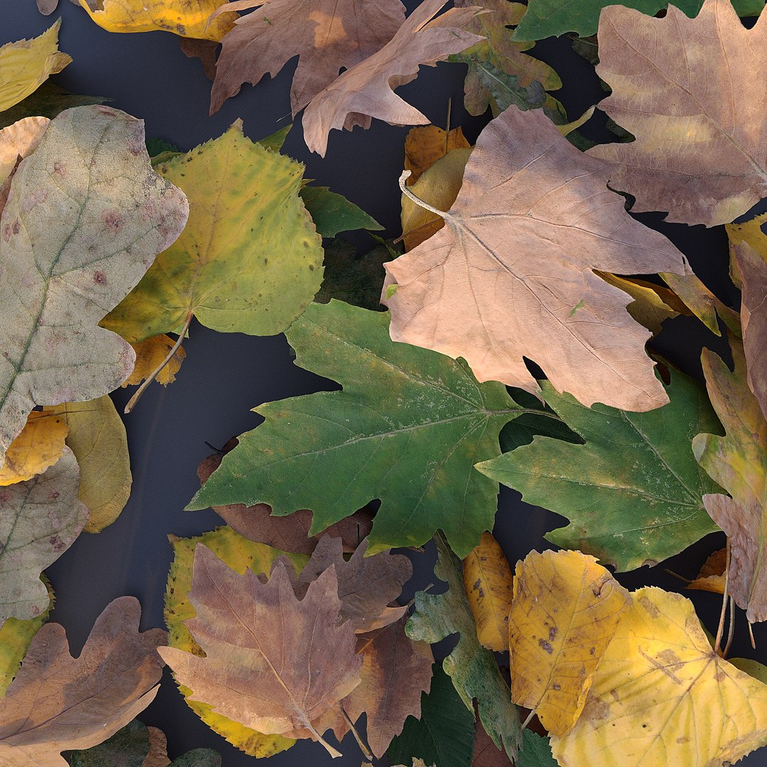Autumn Leaves 3D - TurboSquid 1792621