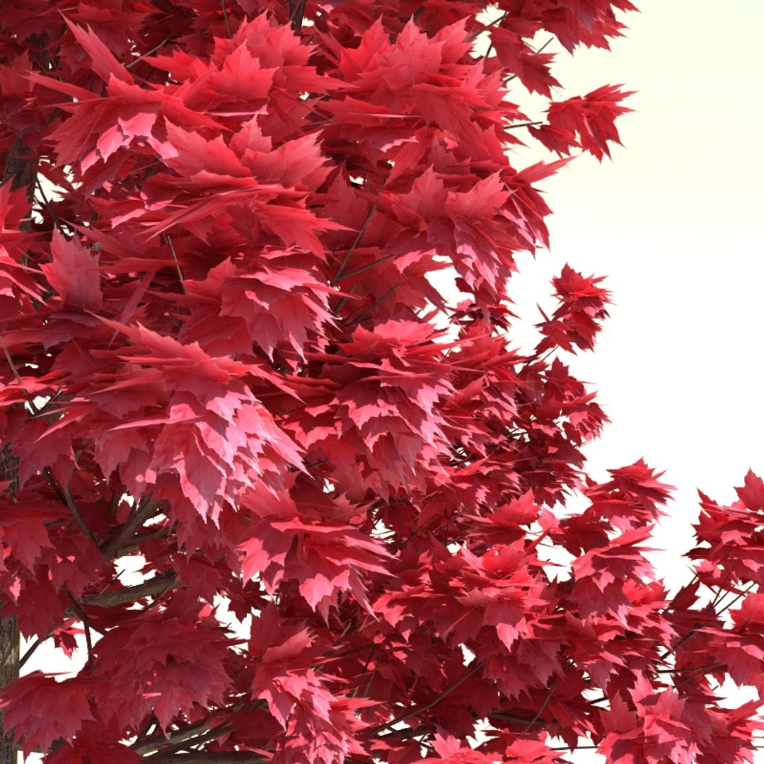 Acer Rubrum Red Sunset 3d Model