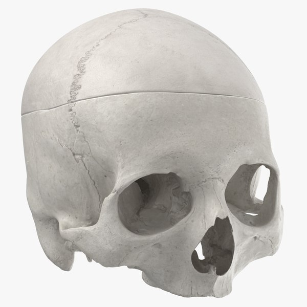 Crânio Humano Real Cranial 02 Corte Com Pedaço Branco Modelo 3D ...