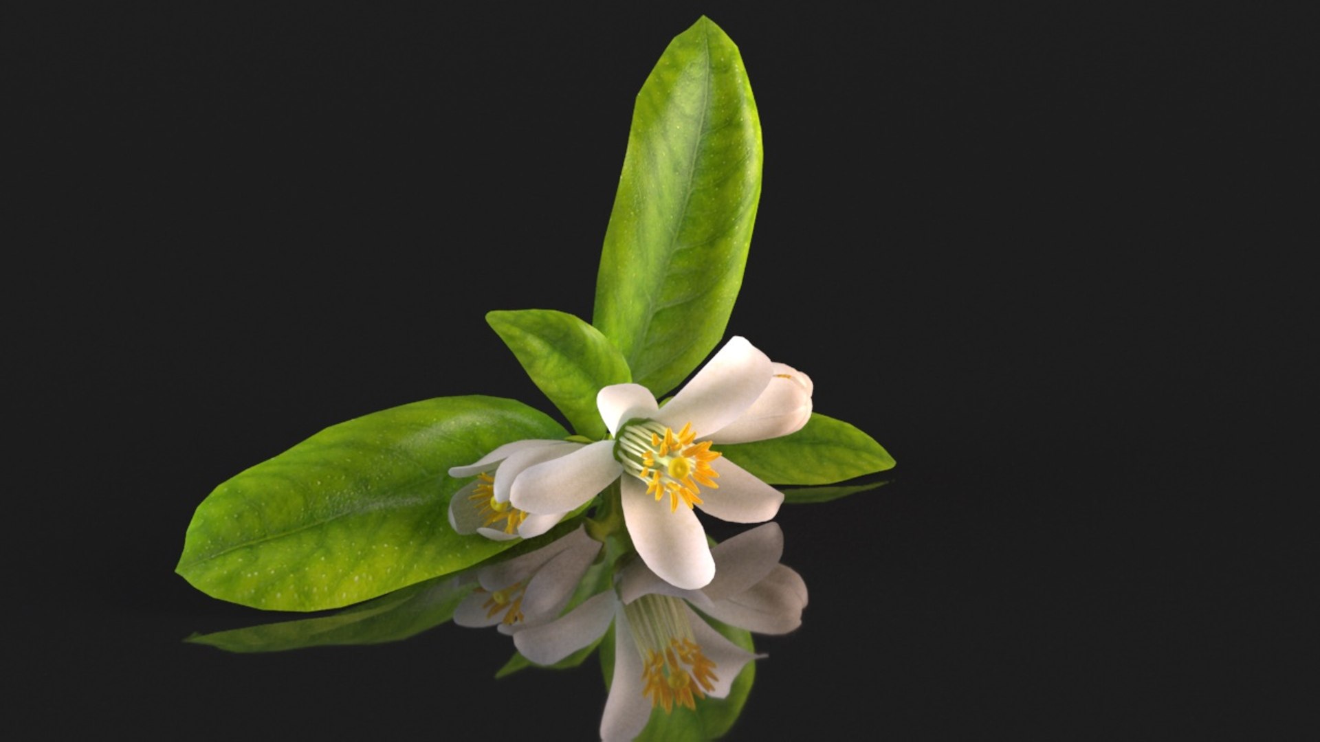 Orange Citrus Flower 3D Model - TurboSquid 1387259