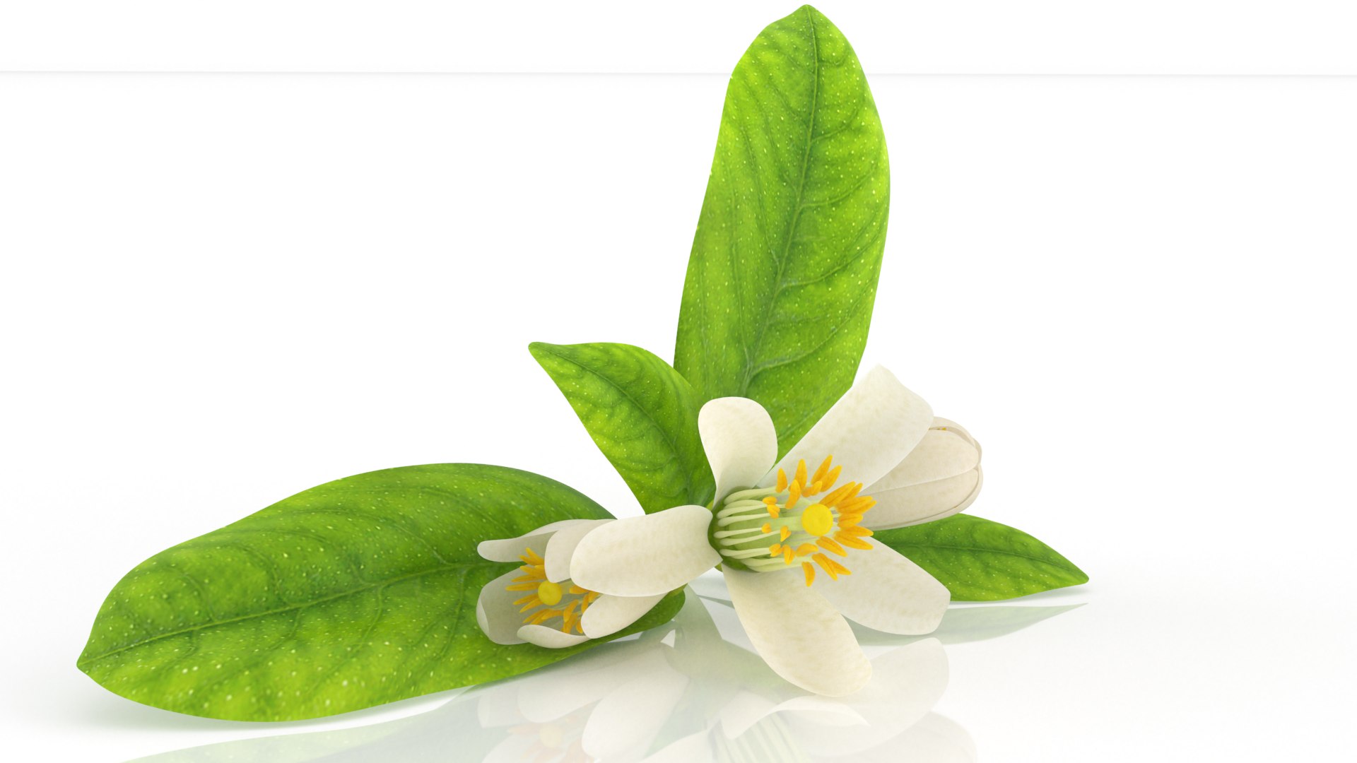 Orange Citrus Flower 3D Model - TurboSquid 1387259