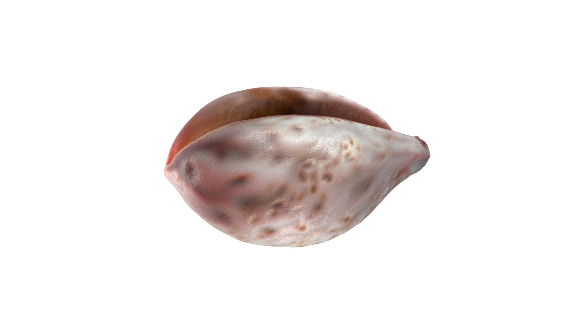 Free Conch Shell V12 3D - TurboSquid 2370742