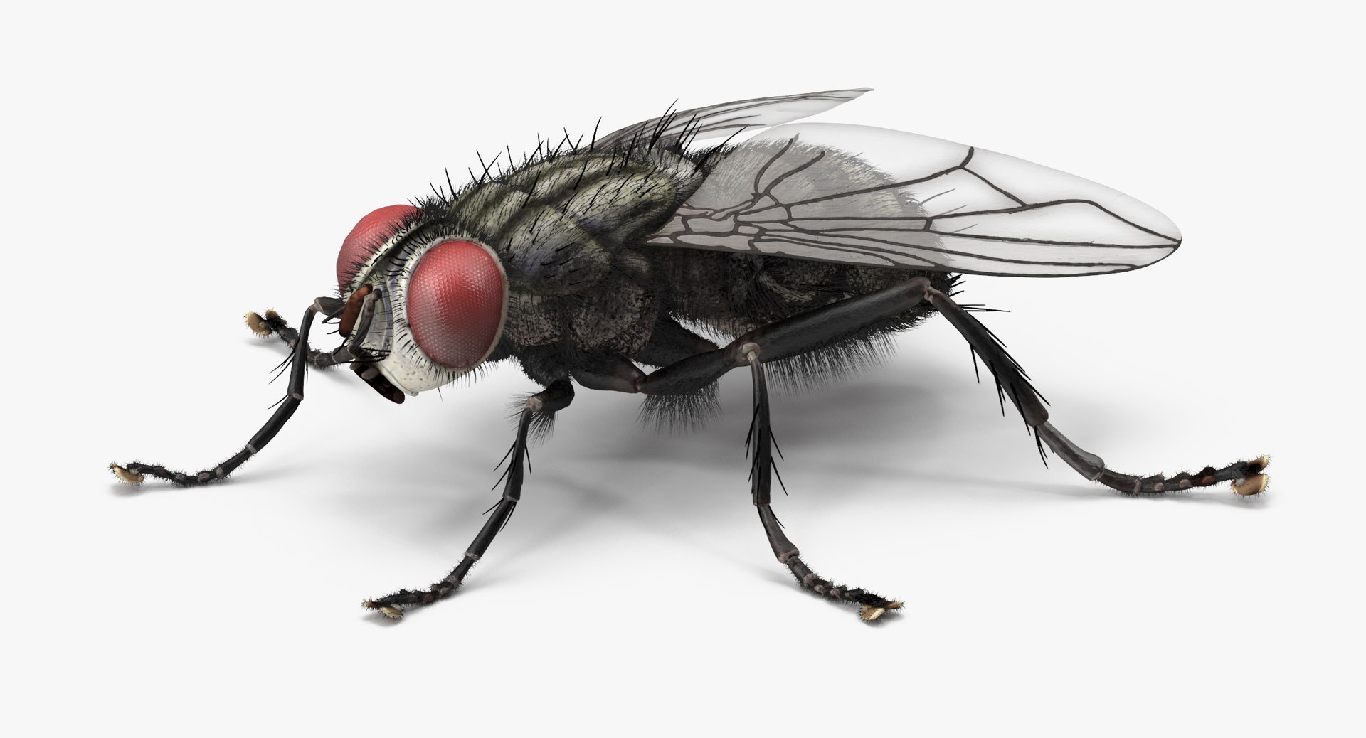 3d Standing House Fly