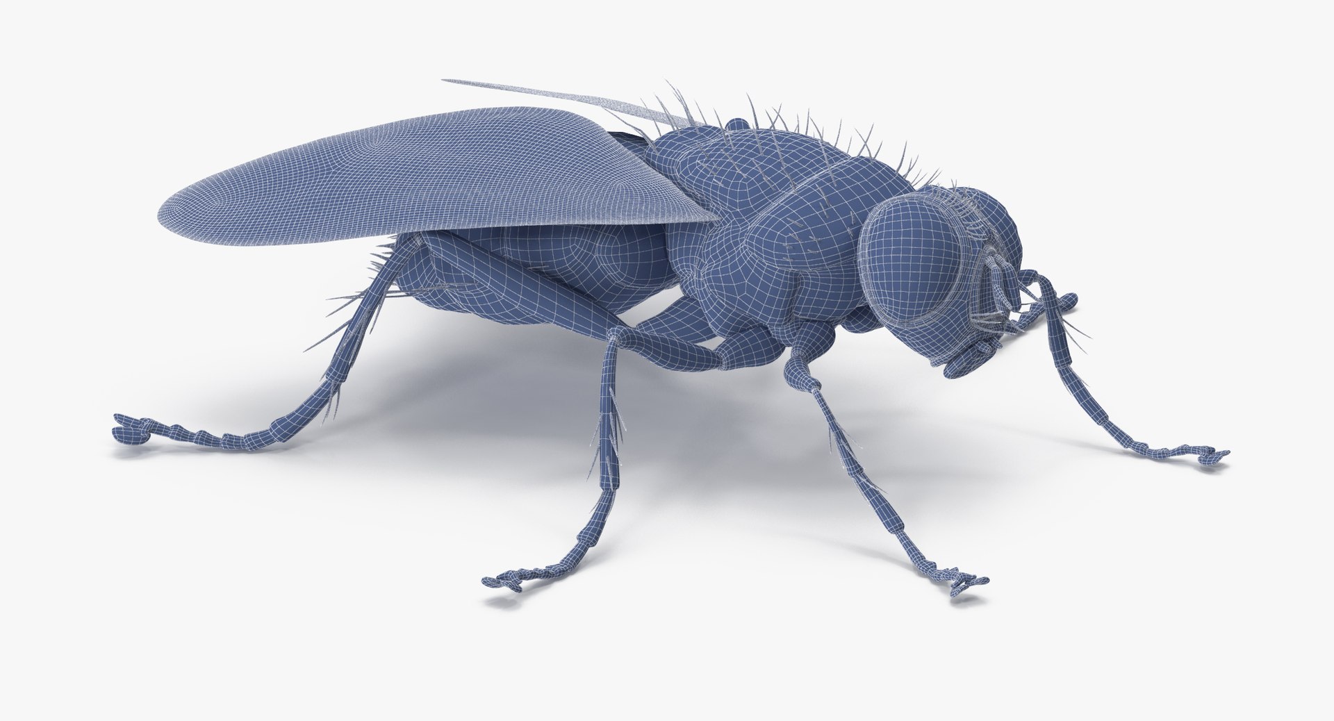 3d Standing House Fly