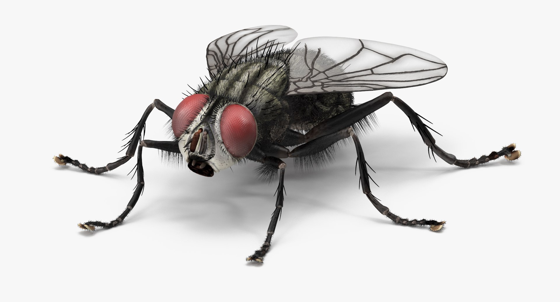 3d Standing House Fly