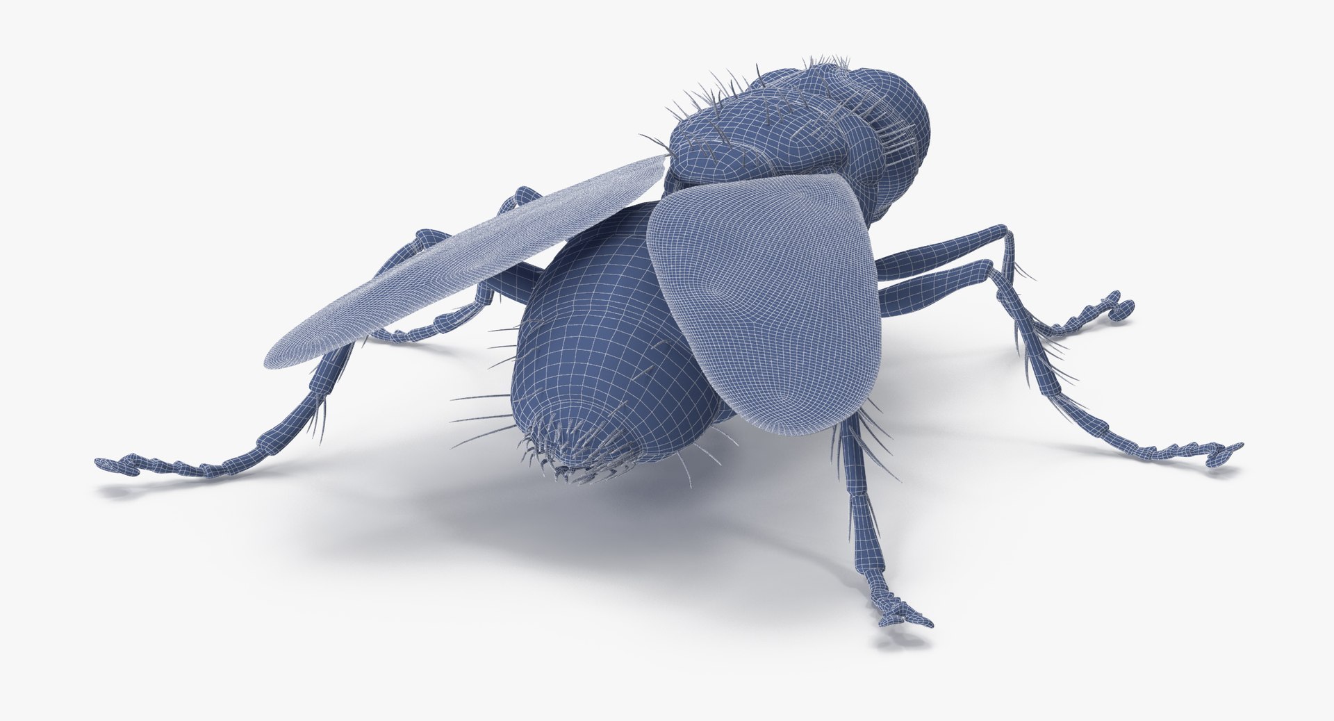 3d Standing House Fly