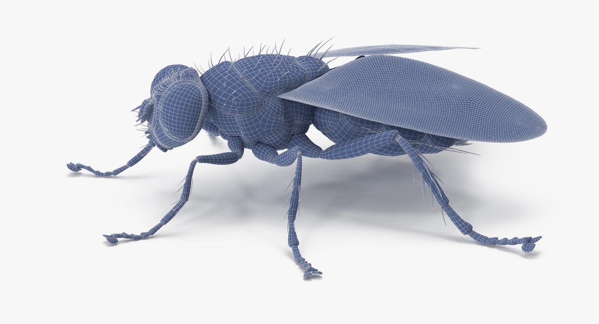3d standing house fly