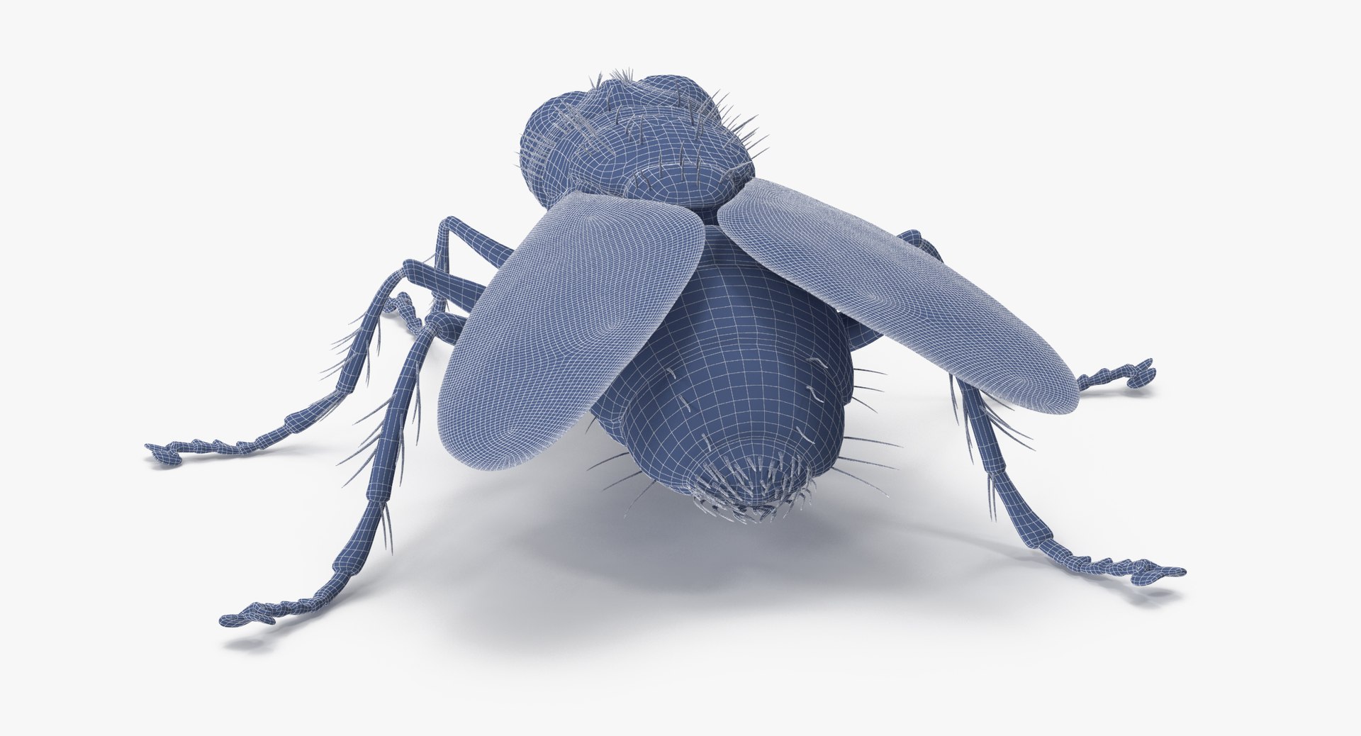 3d Standing House Fly