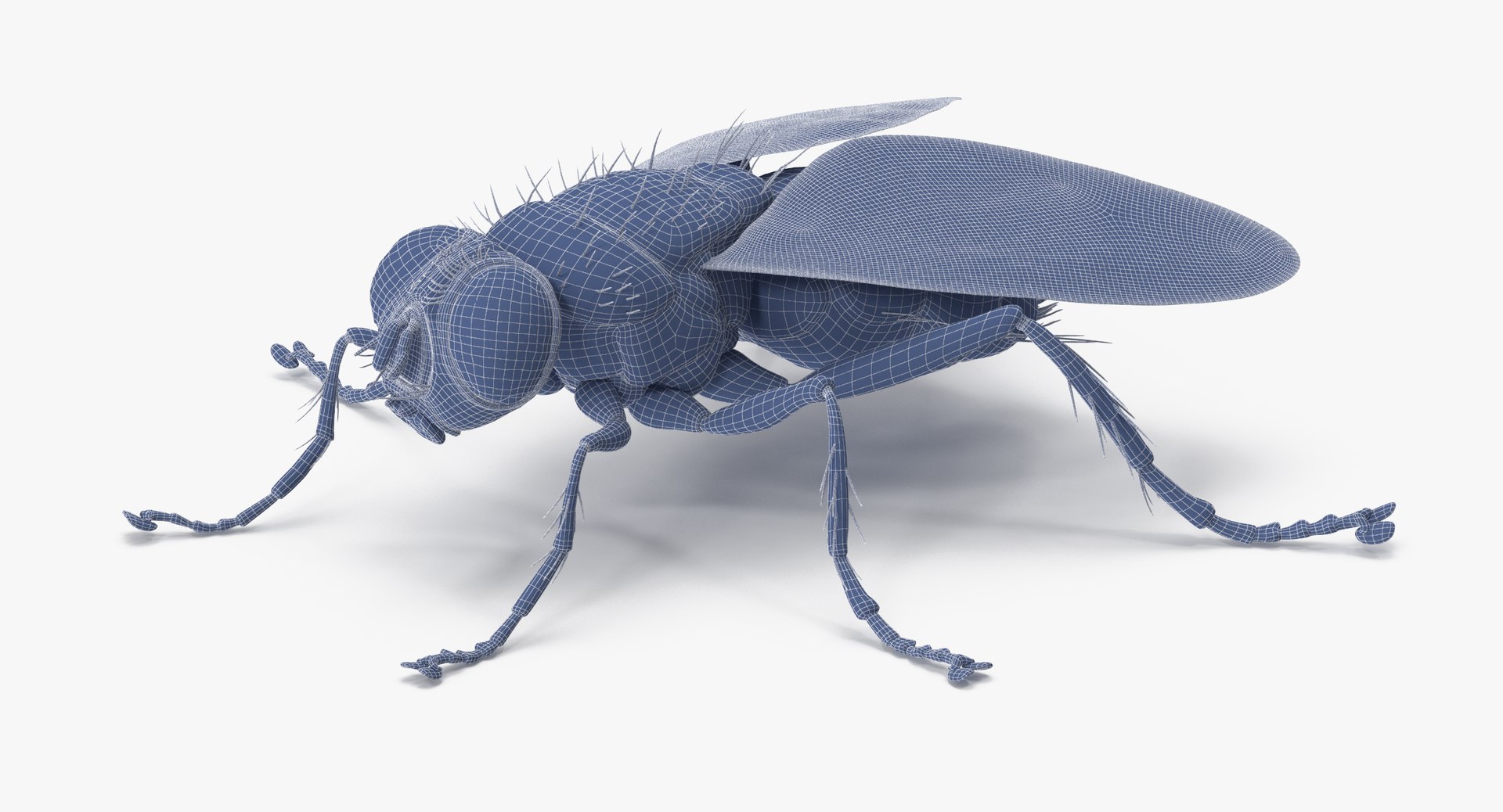 3d standing house fly