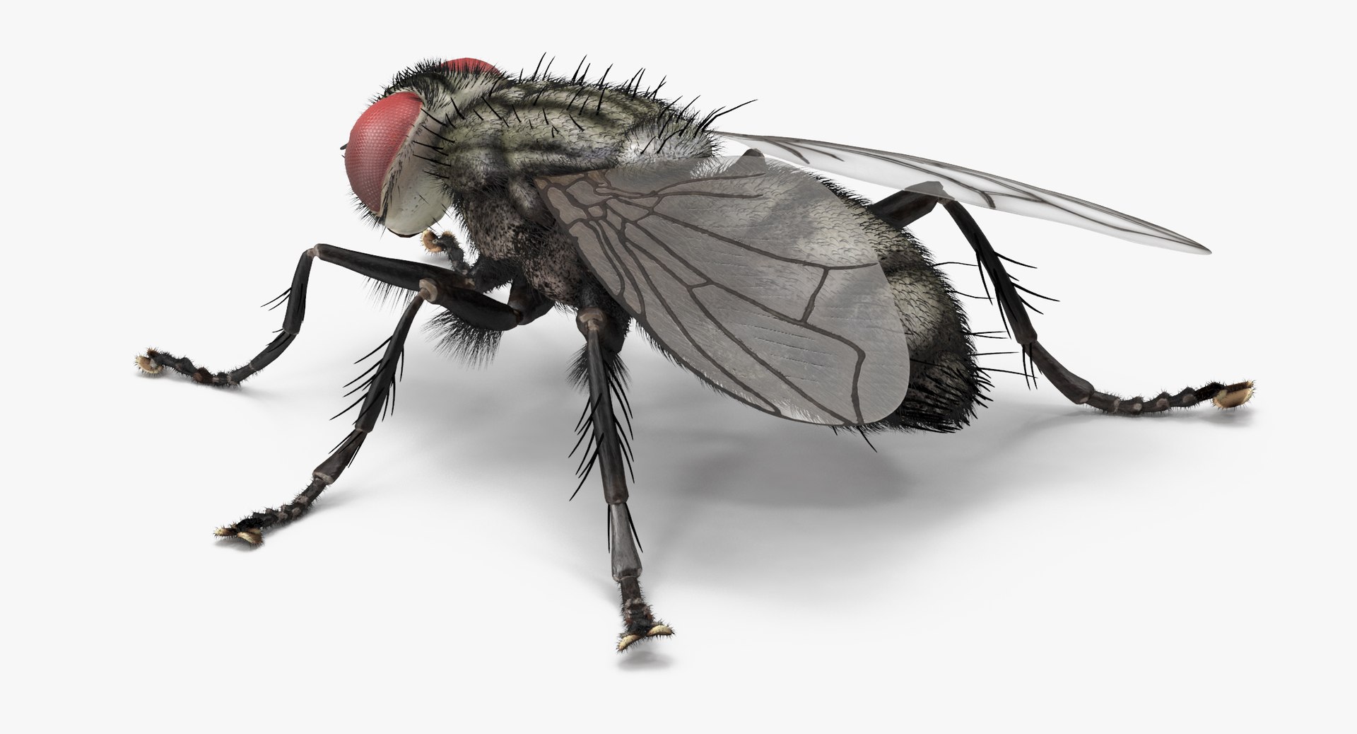 3d Standing House Fly