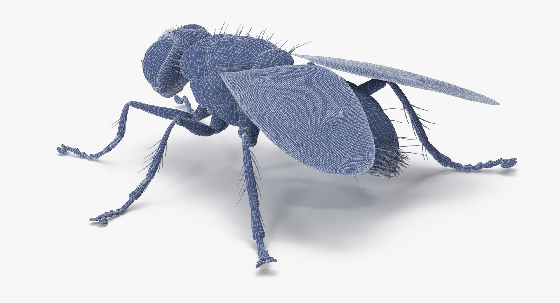 3d Standing House Fly