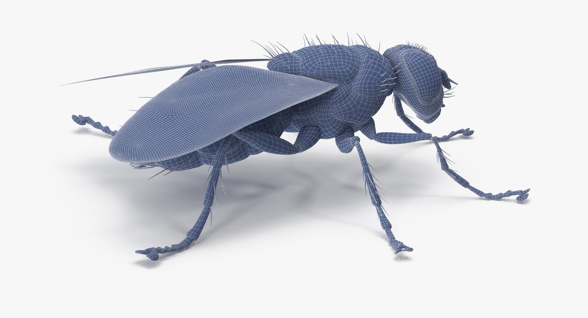 3d Standing House Fly
