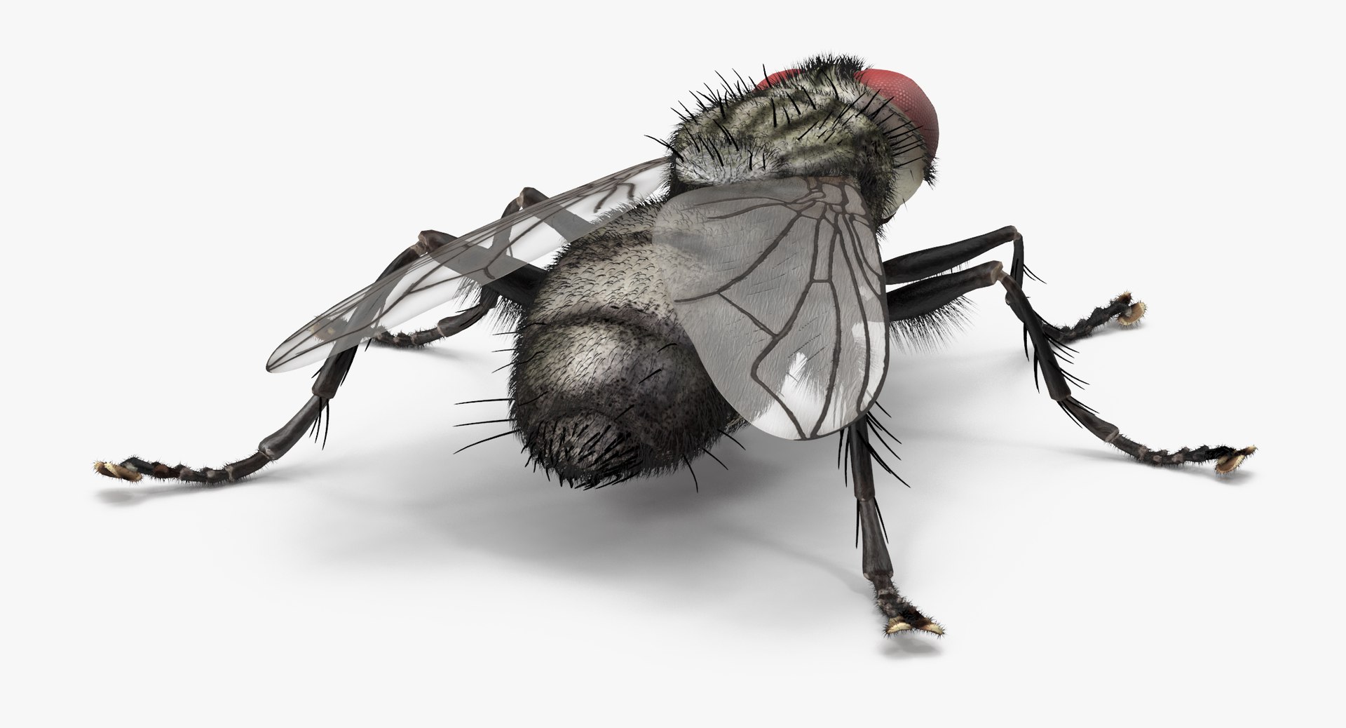 3d Standing House Fly