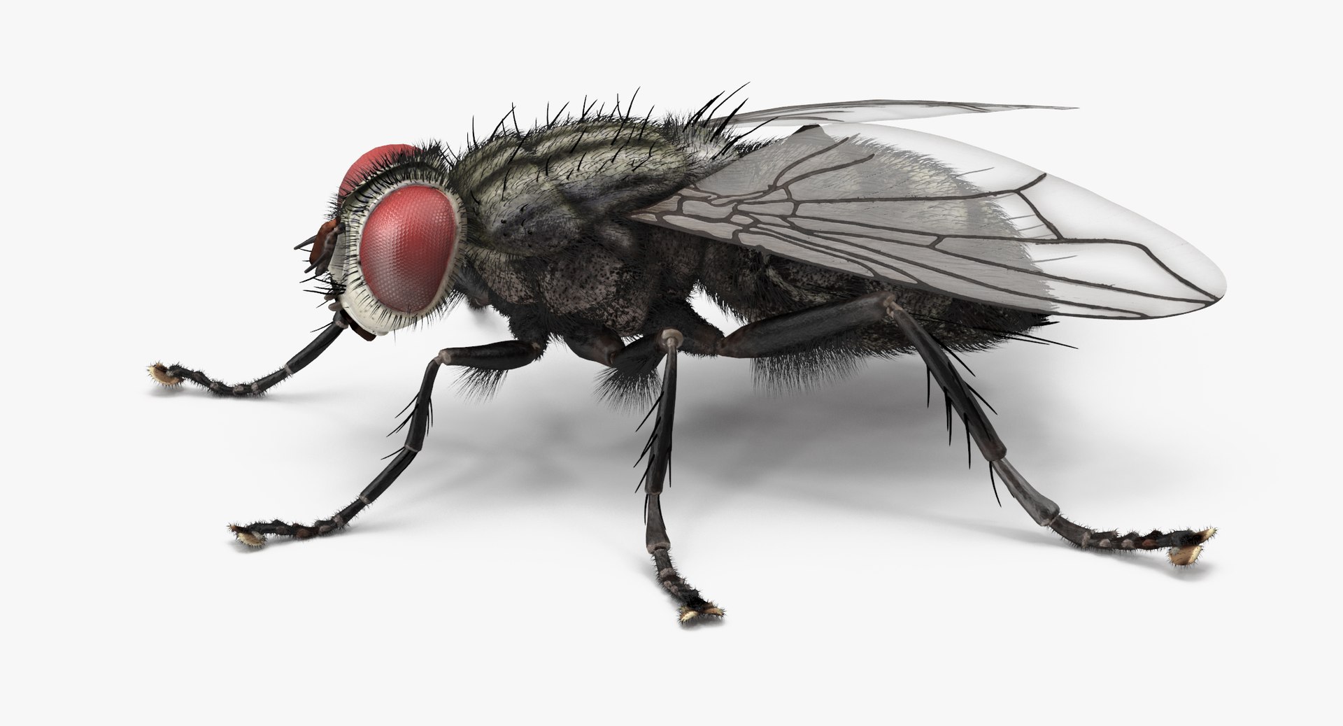 3d Standing House Fly
