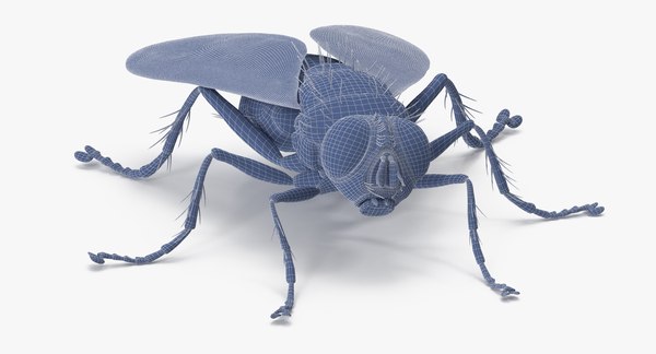 3d standing house fly
