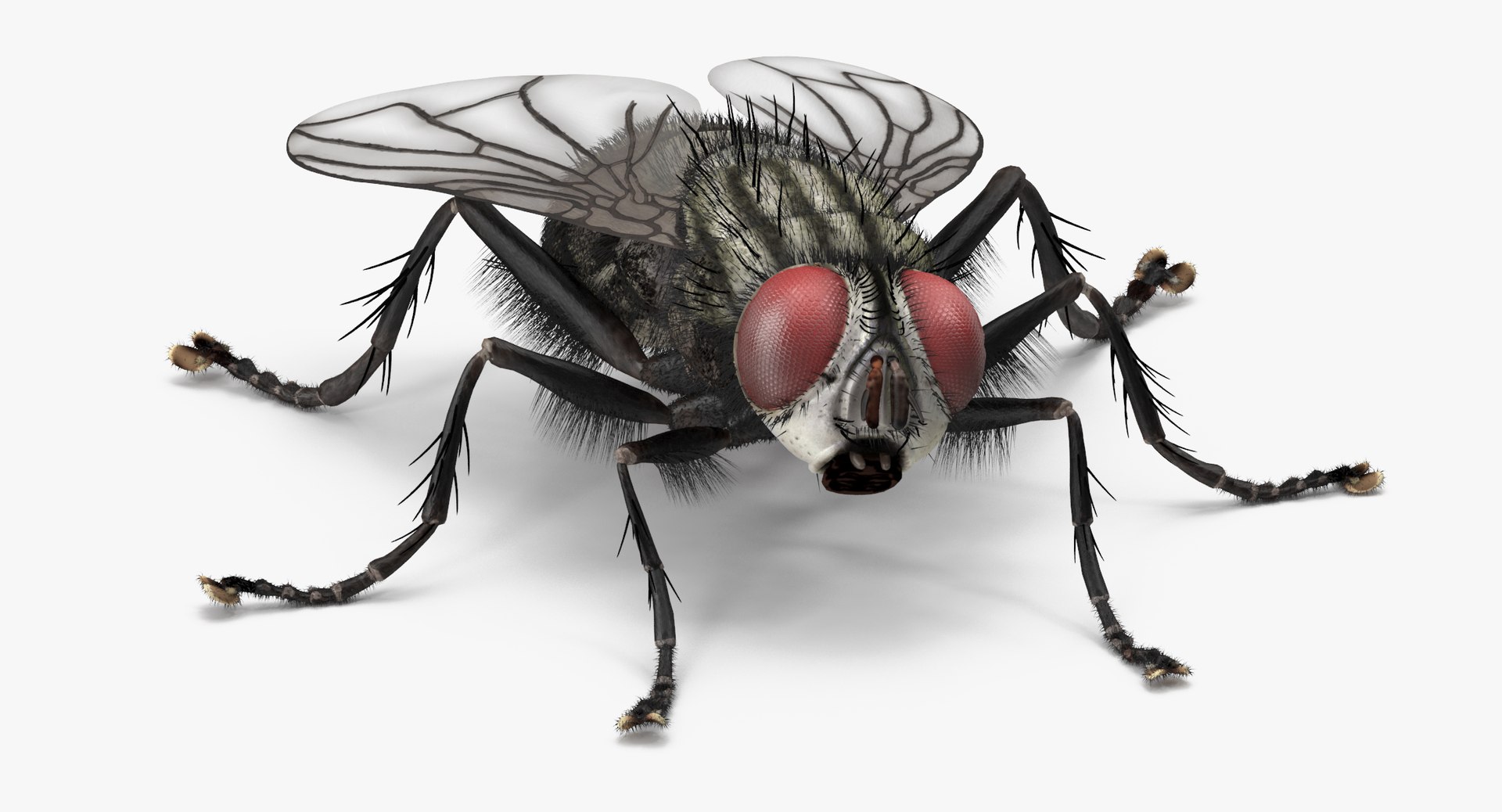 3d Standing House Fly