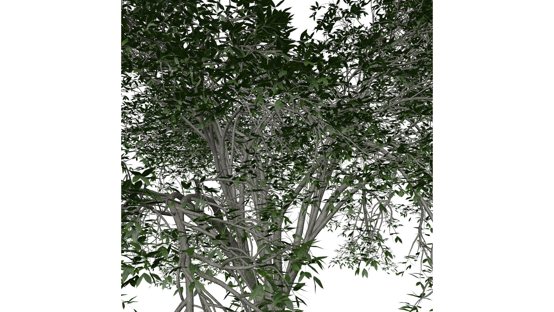 American Elm Tree - 06 - Model - TurboSquid 2374301