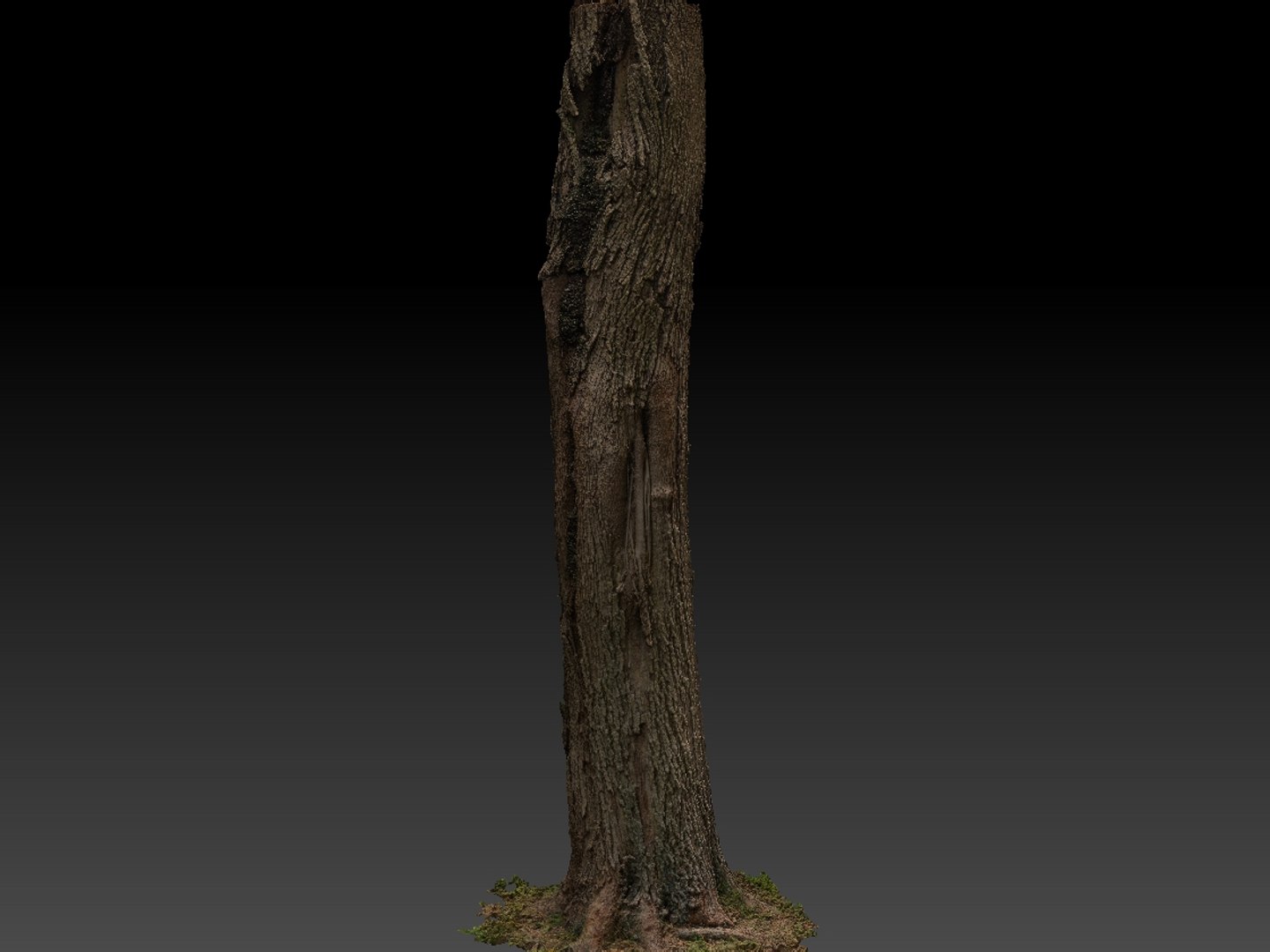 Scan tree 3D - TurboSquid 1197362