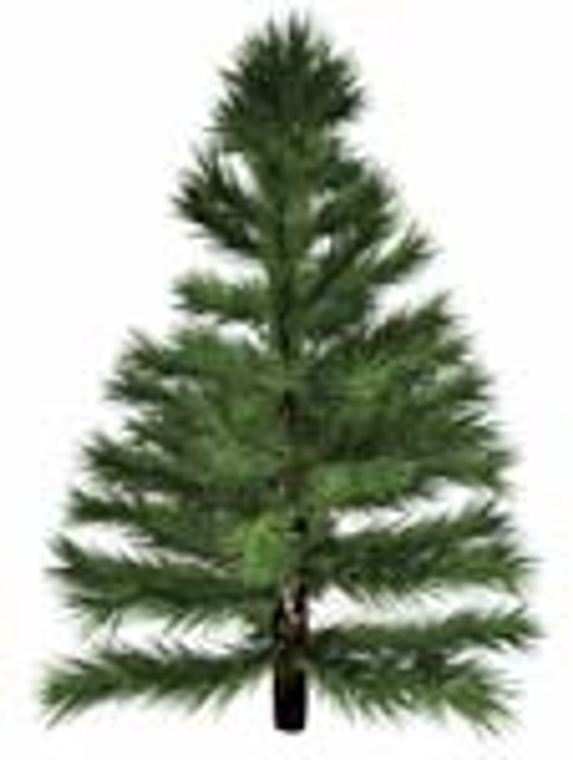 3d lwo conifer bryce