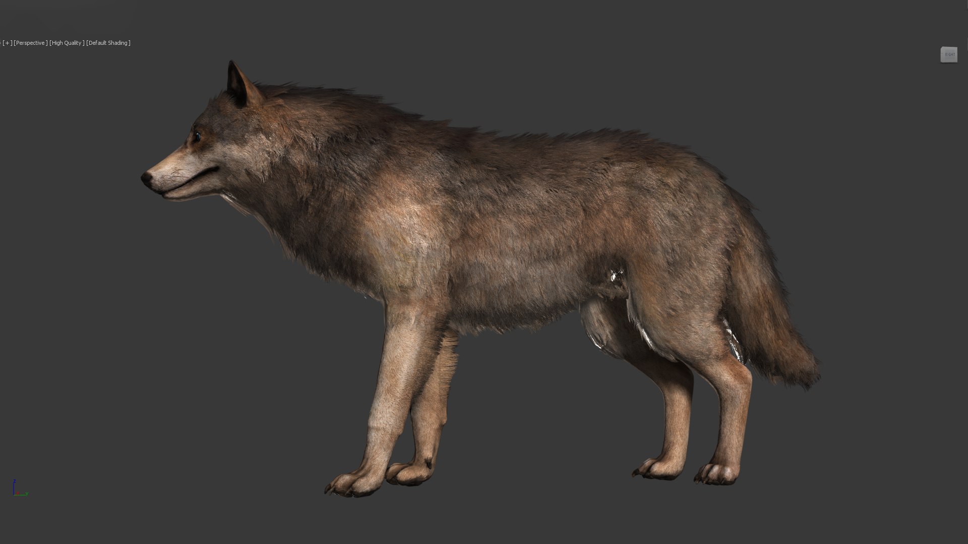 Realistic Wolf 3D Model - TurboSquid 1713911
