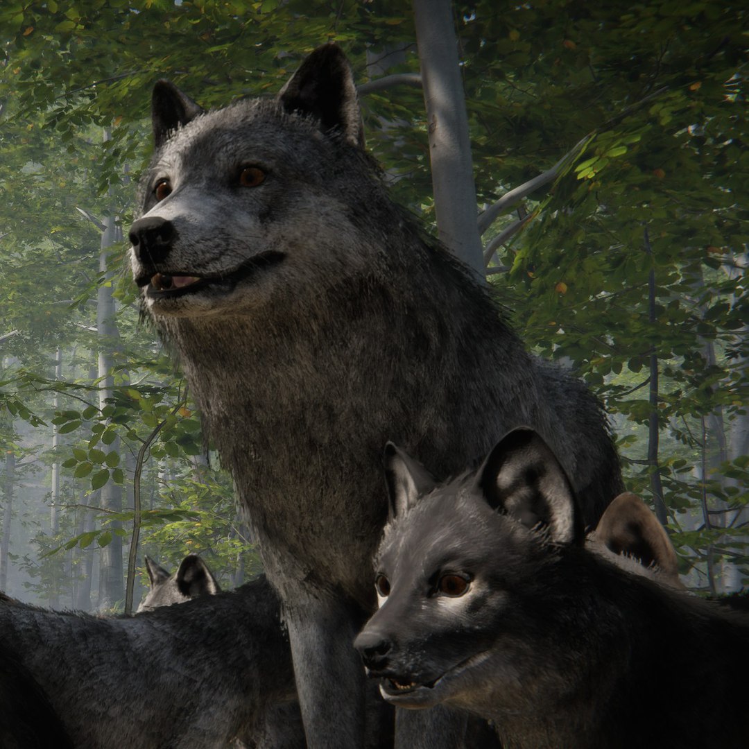 Realistic Wolf 3D Model - TurboSquid 1713911
